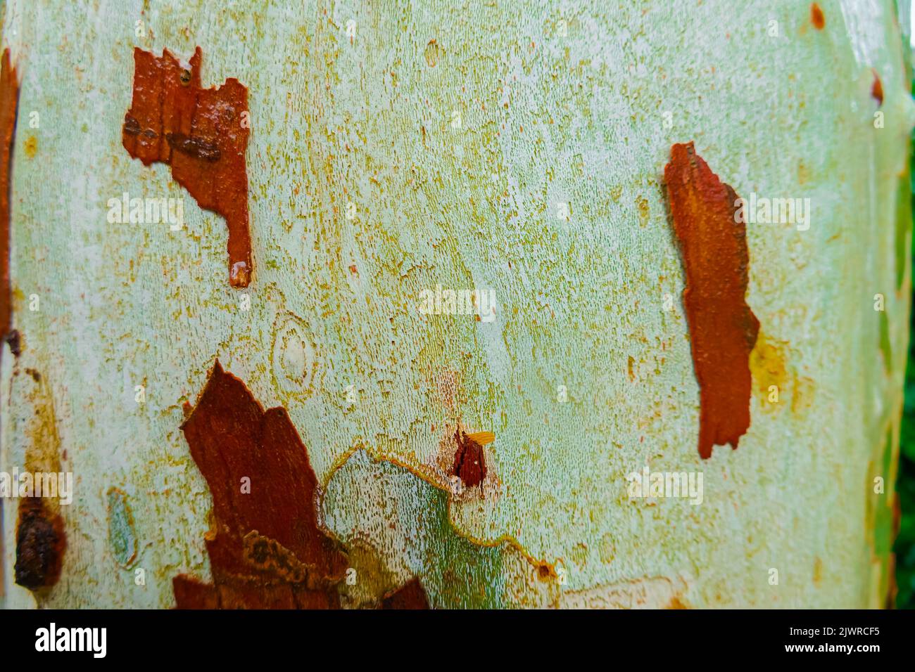 Wet sycamore tree trunk camo patterns Stock Photo - Alamy