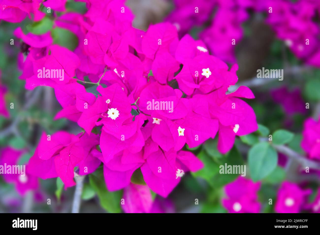 Red flowers (purple bracts) of bougainvillea the upper part of a large ...