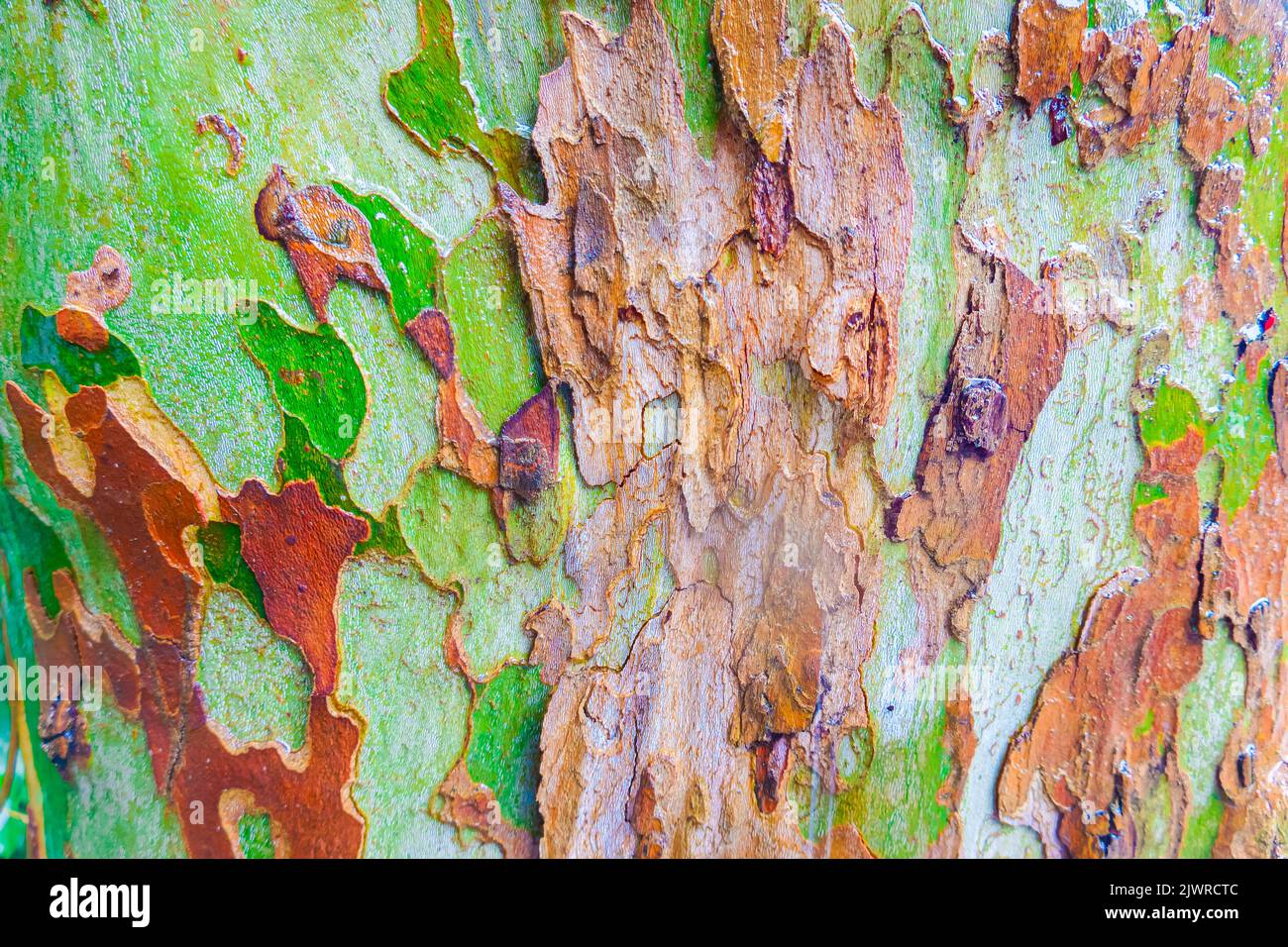 Wet sycamore tree trunk camo patterns Stock Photo - Alamy