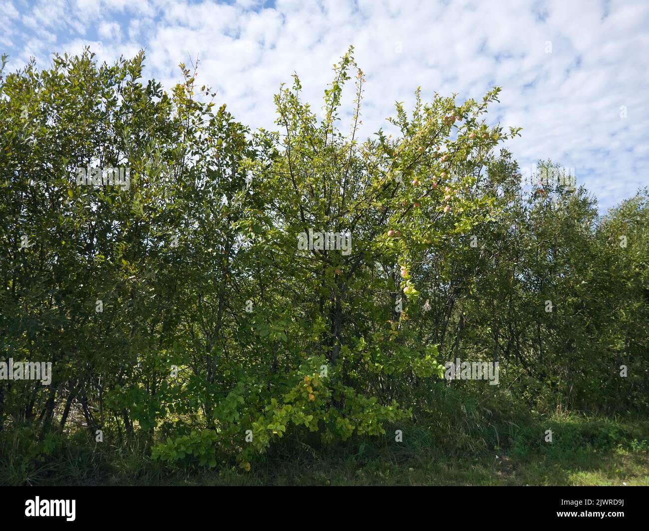 Wild apple tree, Codlin (Malus sylvestris) with fruits, shrub form ...