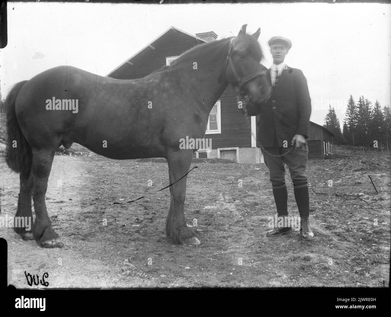 Unknown man by horse. Okänd man med häst Stock Photo - Alamy