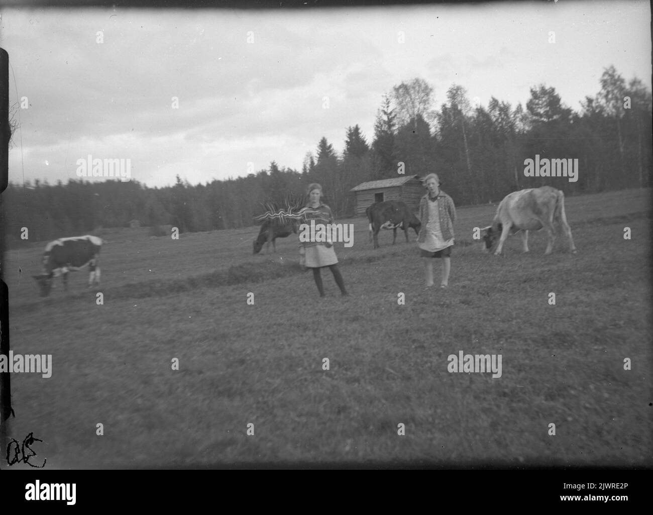 Sheep feeding livestock Black and White Stock Photos & Images - Alamy