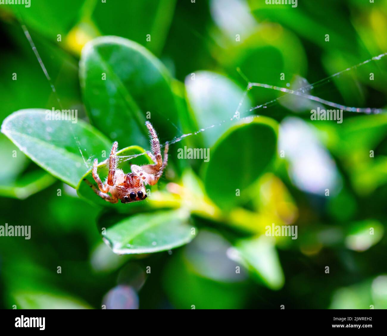 An eight-eyed jumping spider hangs upside down from its web on a plant ...