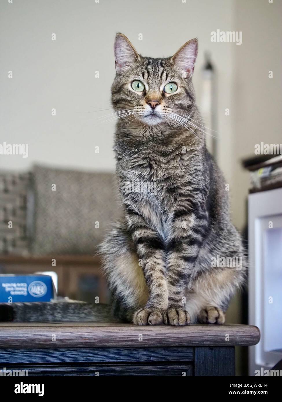 Morphy the tabby hi-res stock photography and images - Alamy