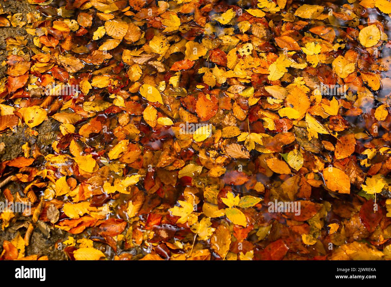 Orange foliage puddle. Bright natural autumn background. The concept of gold, heat and falling ...