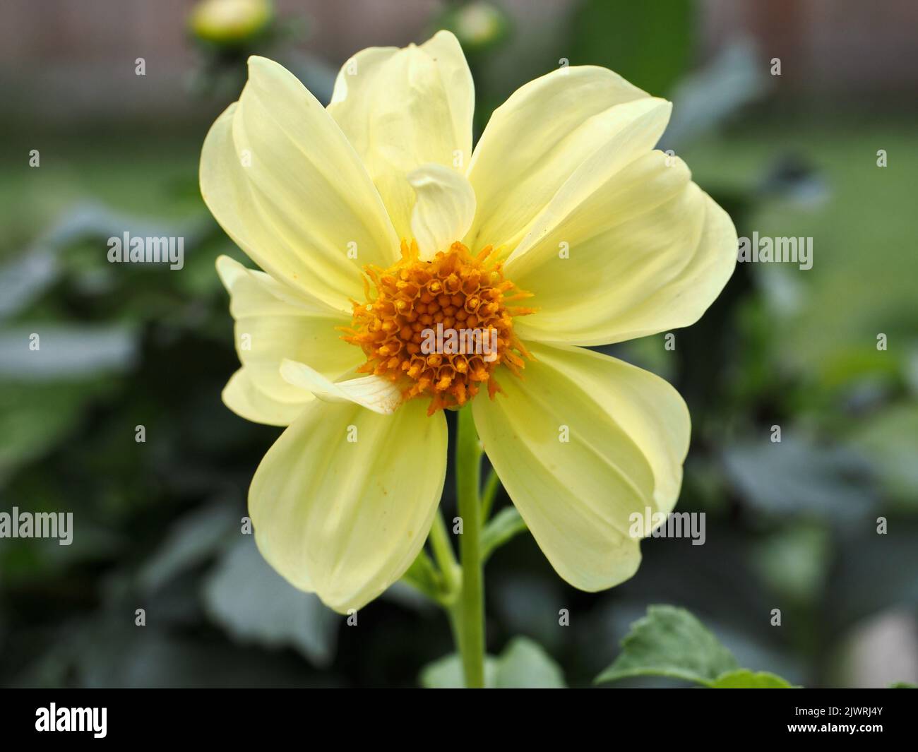 Dahlia flowers in the back yard Stock Photo - Alamy