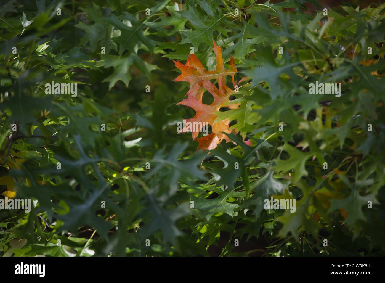 Autumn leafs are seen in Canberra, Monday, April 8, 2013. (AAP Image ...