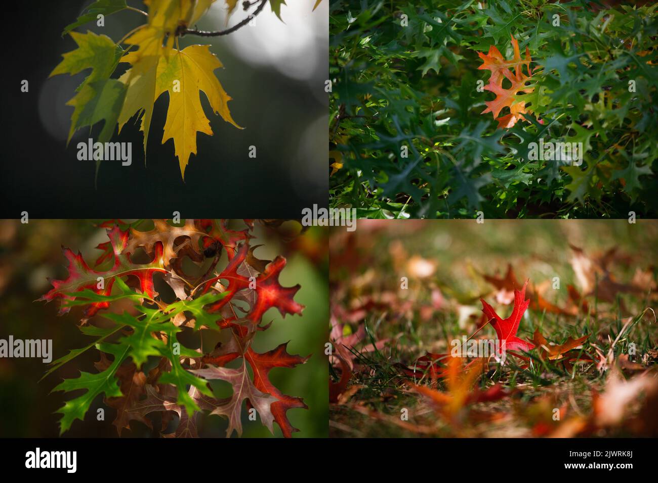 Composite image of autumn leafs seen in Canberra, Monday, April 8, 2013 ...