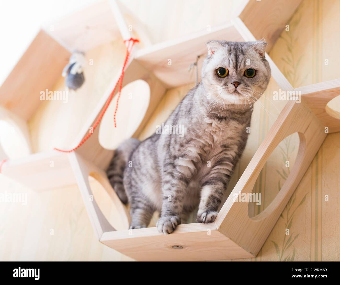 Inquisitive young cat sitting on wall mounted wooden shelf Stock Photo ...