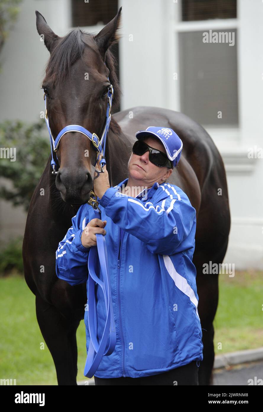 Strapper Donna Fisher handles Black Caviar after trainer Peter Moody ...