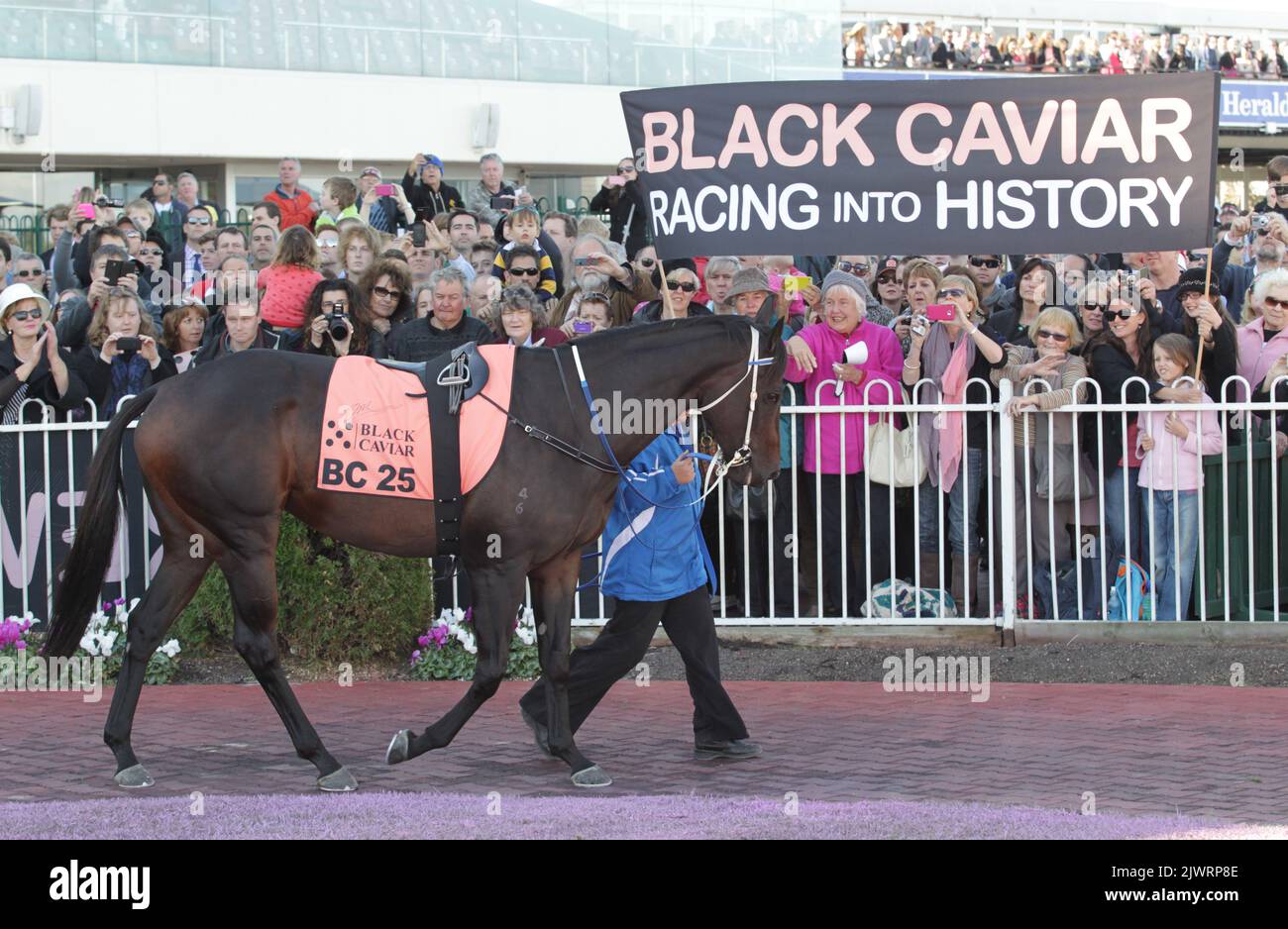 Race horse legend Black Caviar is paraded at the Caulfield races to ...