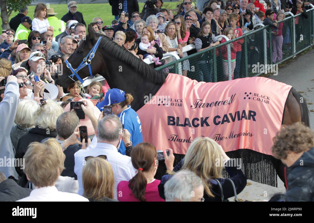 Fans get up close to Race horse legend Black Caviar before she is ...