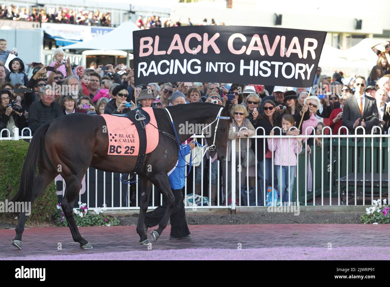 Race horse legend Black Caviar is paraded at the Caulfield races to ...