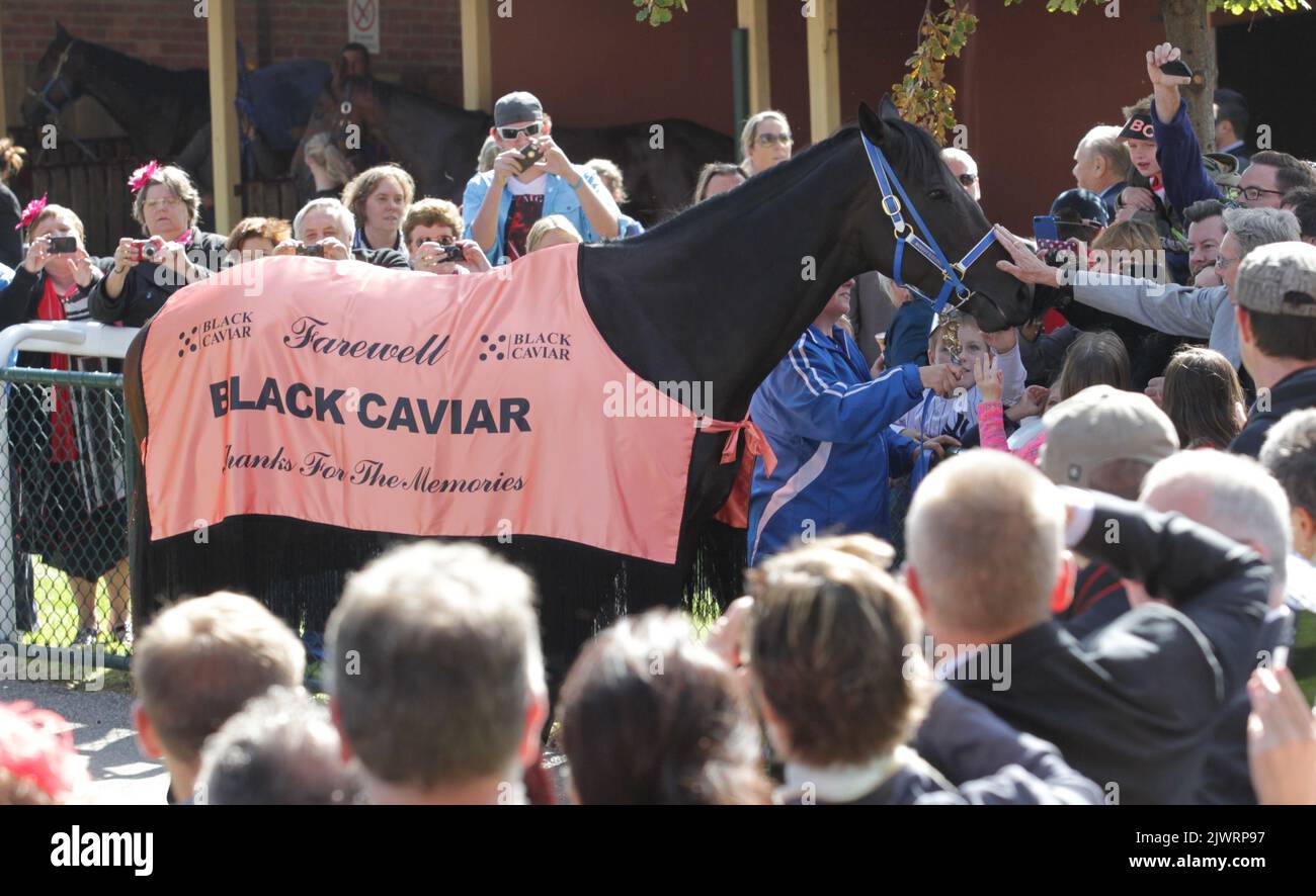 Fans get up close to Race horse legend Black Caviar before she is ...