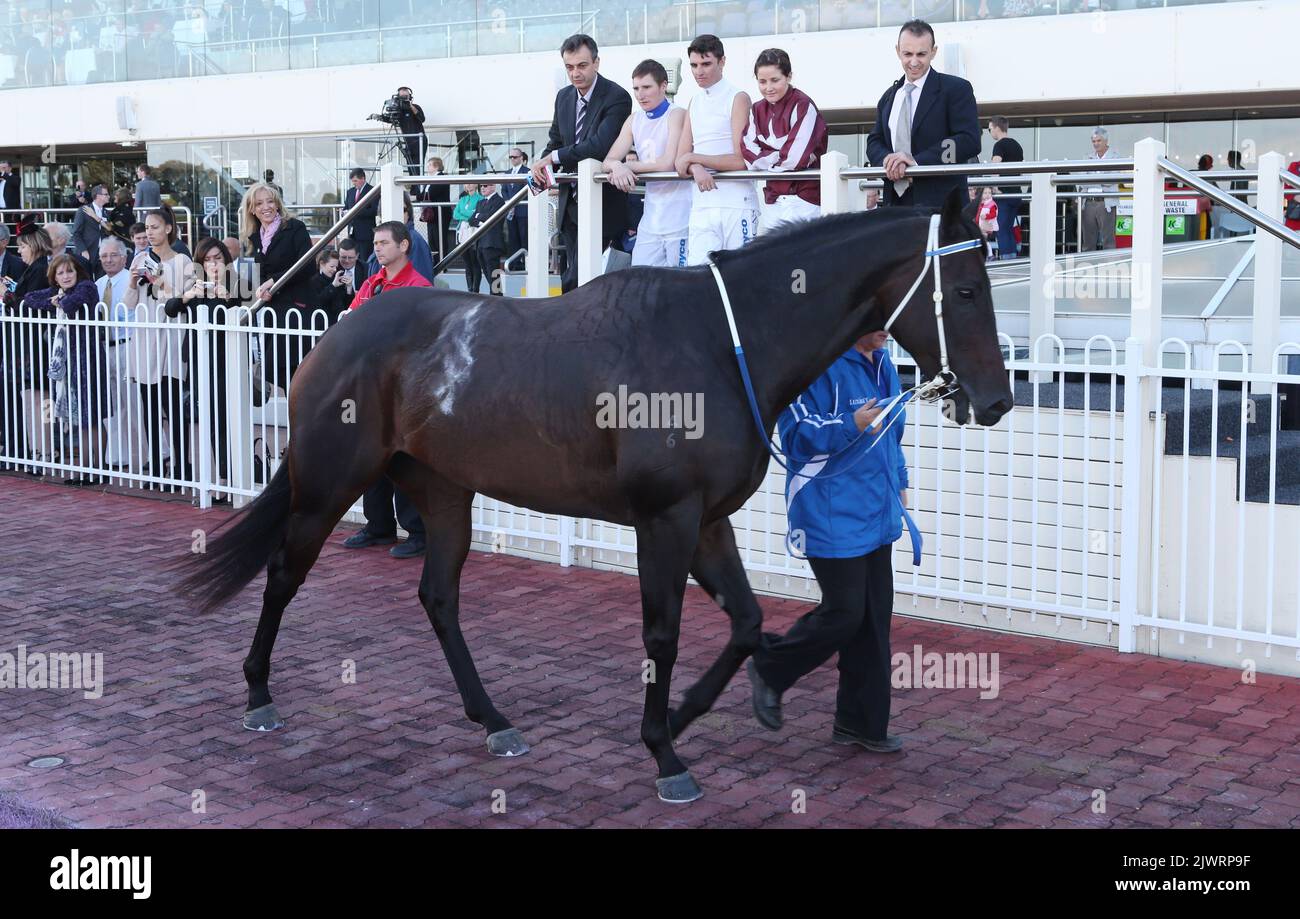 Jockeys come out to watch Race horse legend Black Caviar as she is ...