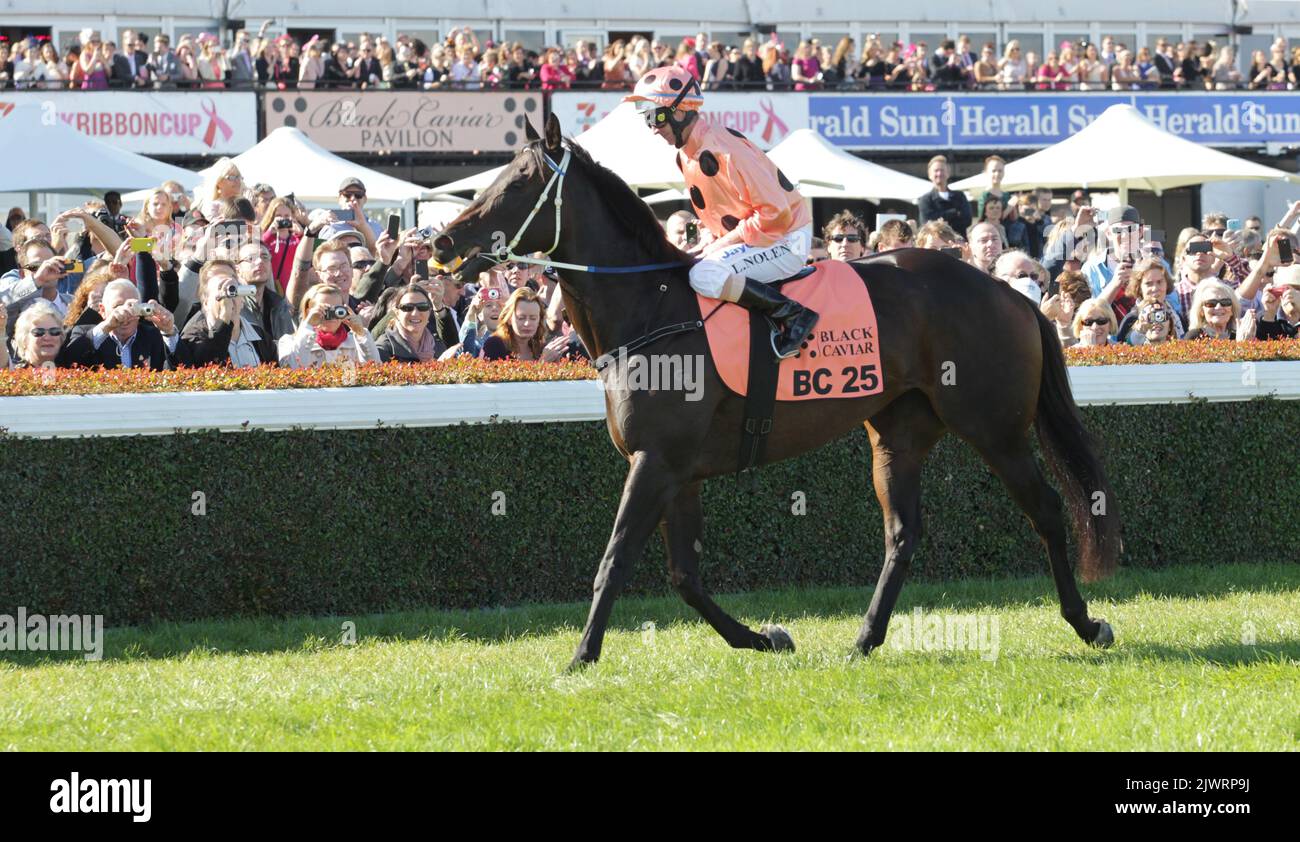 Race horse legend Black Caviar is paraded at the Caulfield races to ...