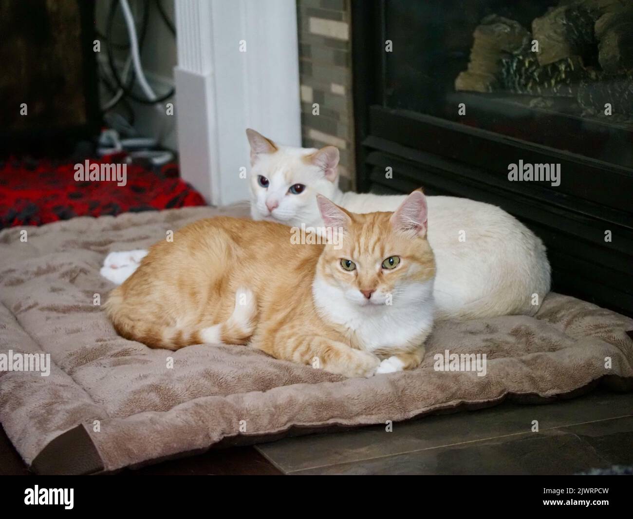 Mika the orange tabby with Mitzie the flamepoint Siamese Stock Photo ...