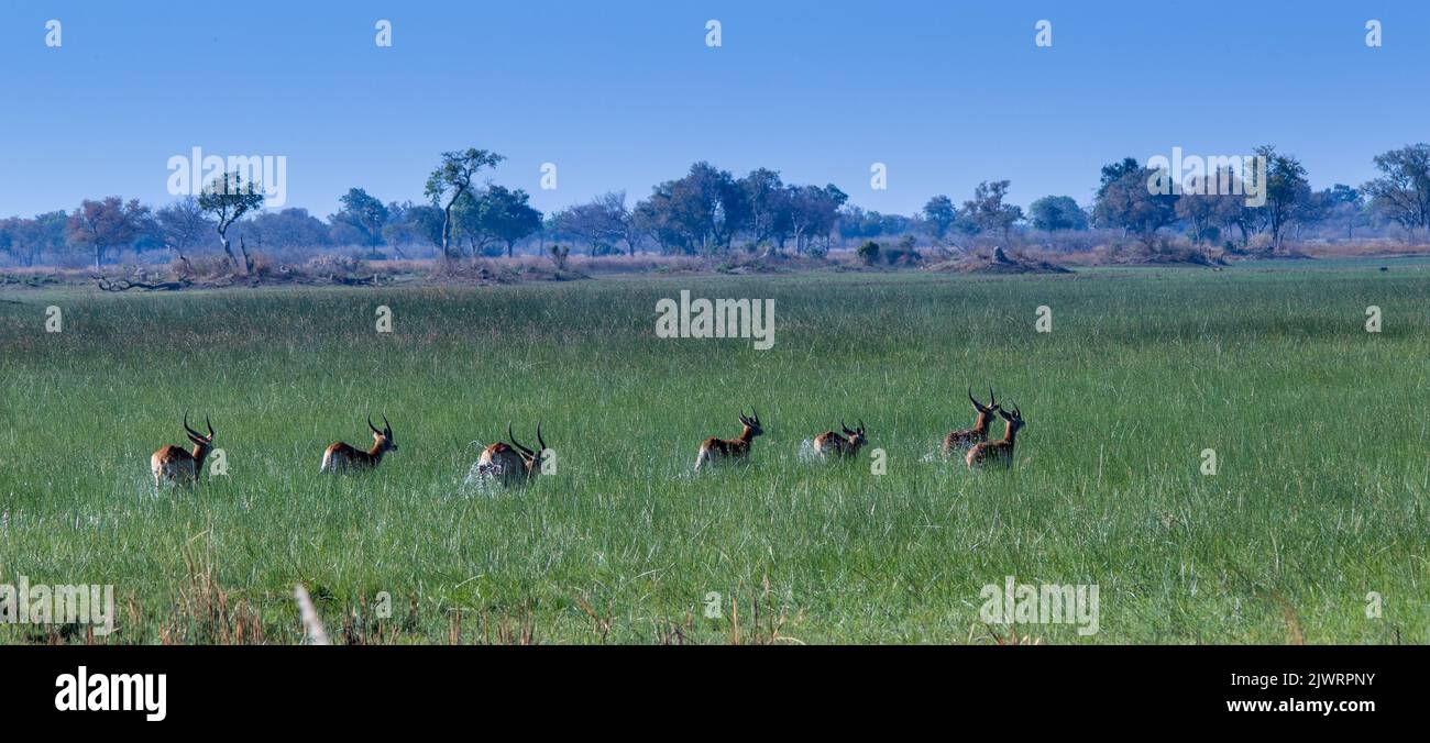 Red lechwe antelope splash through the wetland of the Okavango Delta in ...