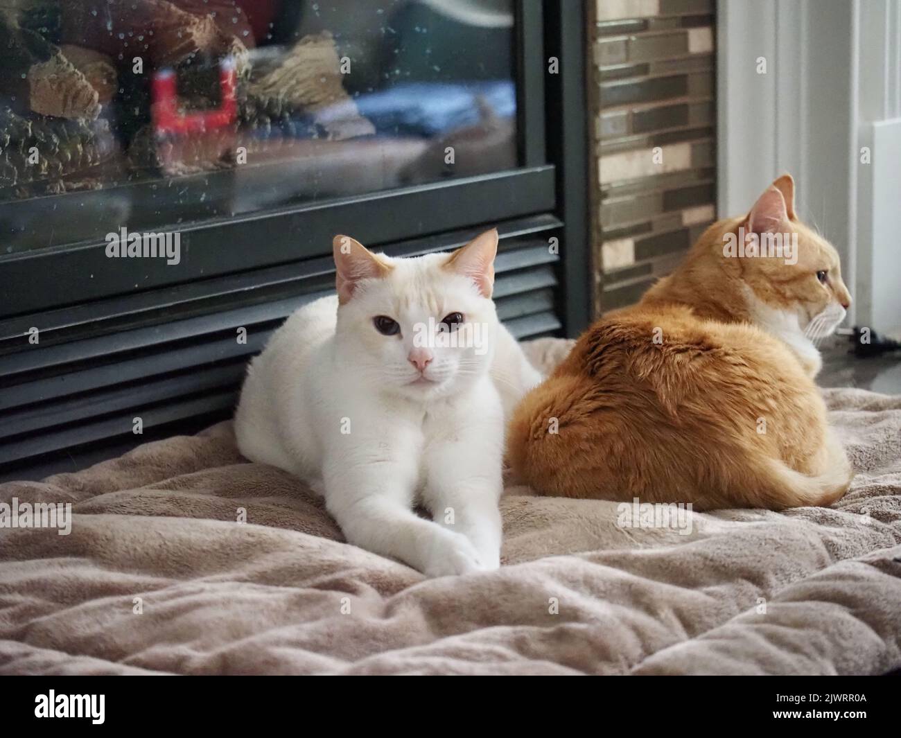 Mika the orange tabby with Mitzie the flamepoint Siamese Stock Photo ...