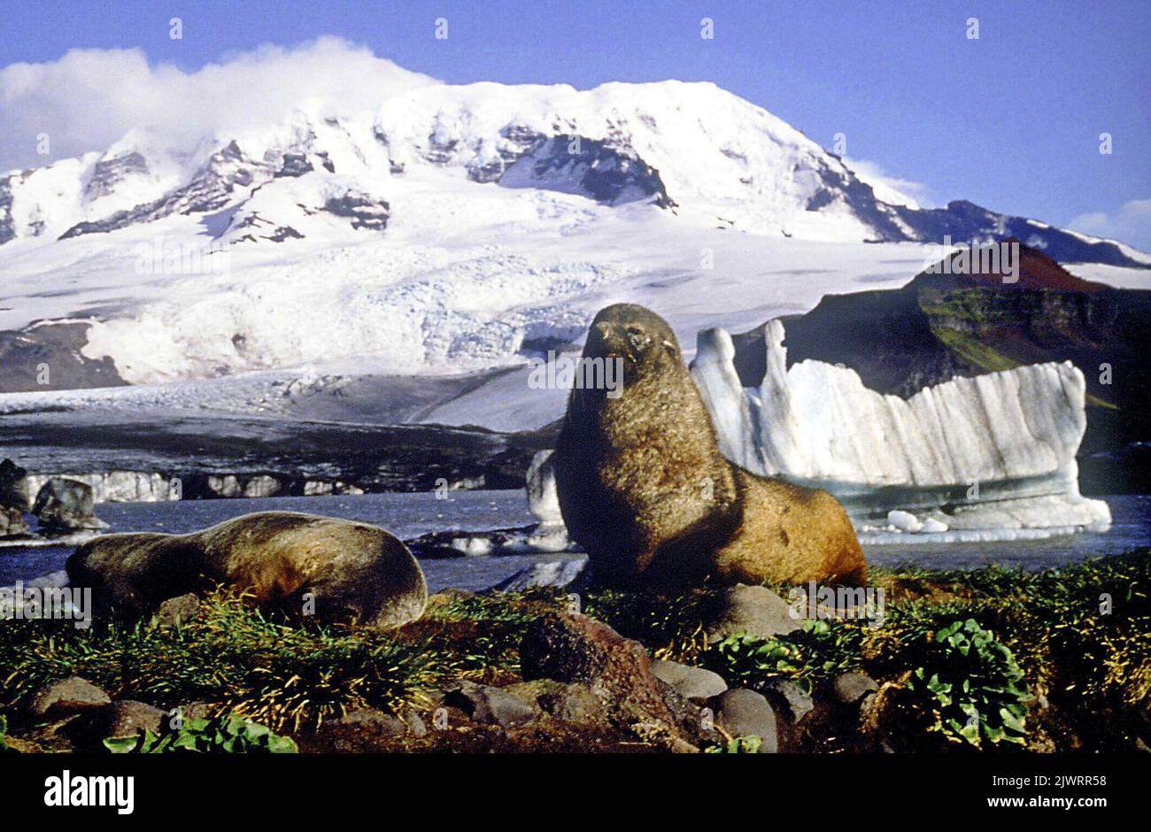 Heard Island And Mcdonald Islands