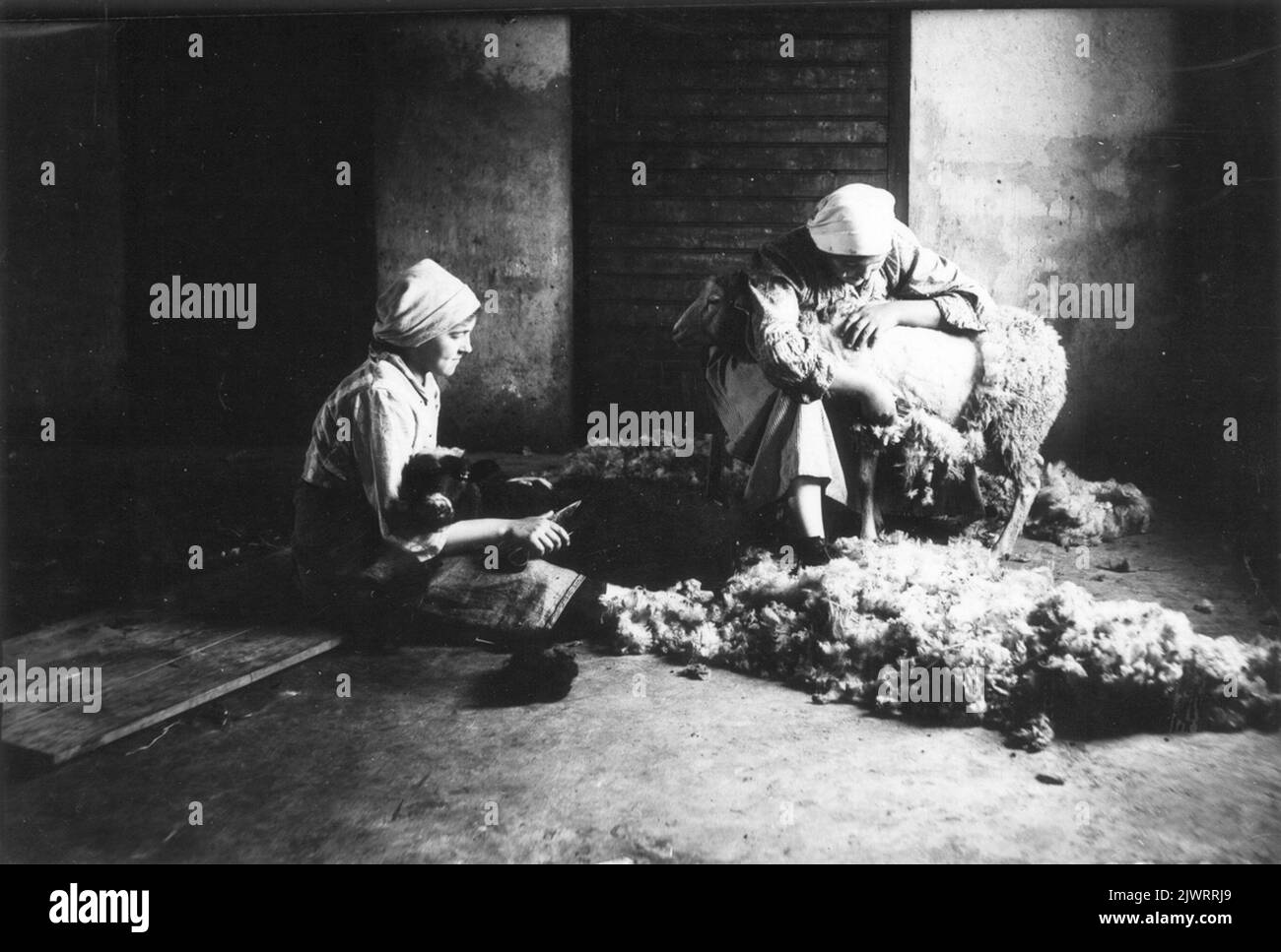 The maids Beda Lundgren and Agnes Andersson cut the sheep in Nils-Nils ...