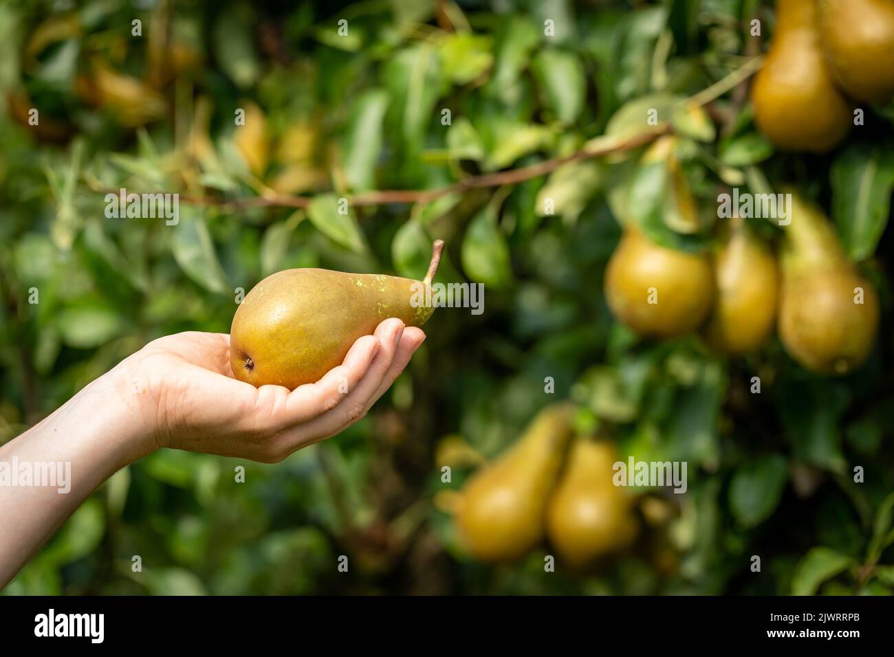 Woman hand holding a ripe pear in front of a pear tree. Selective focus ...