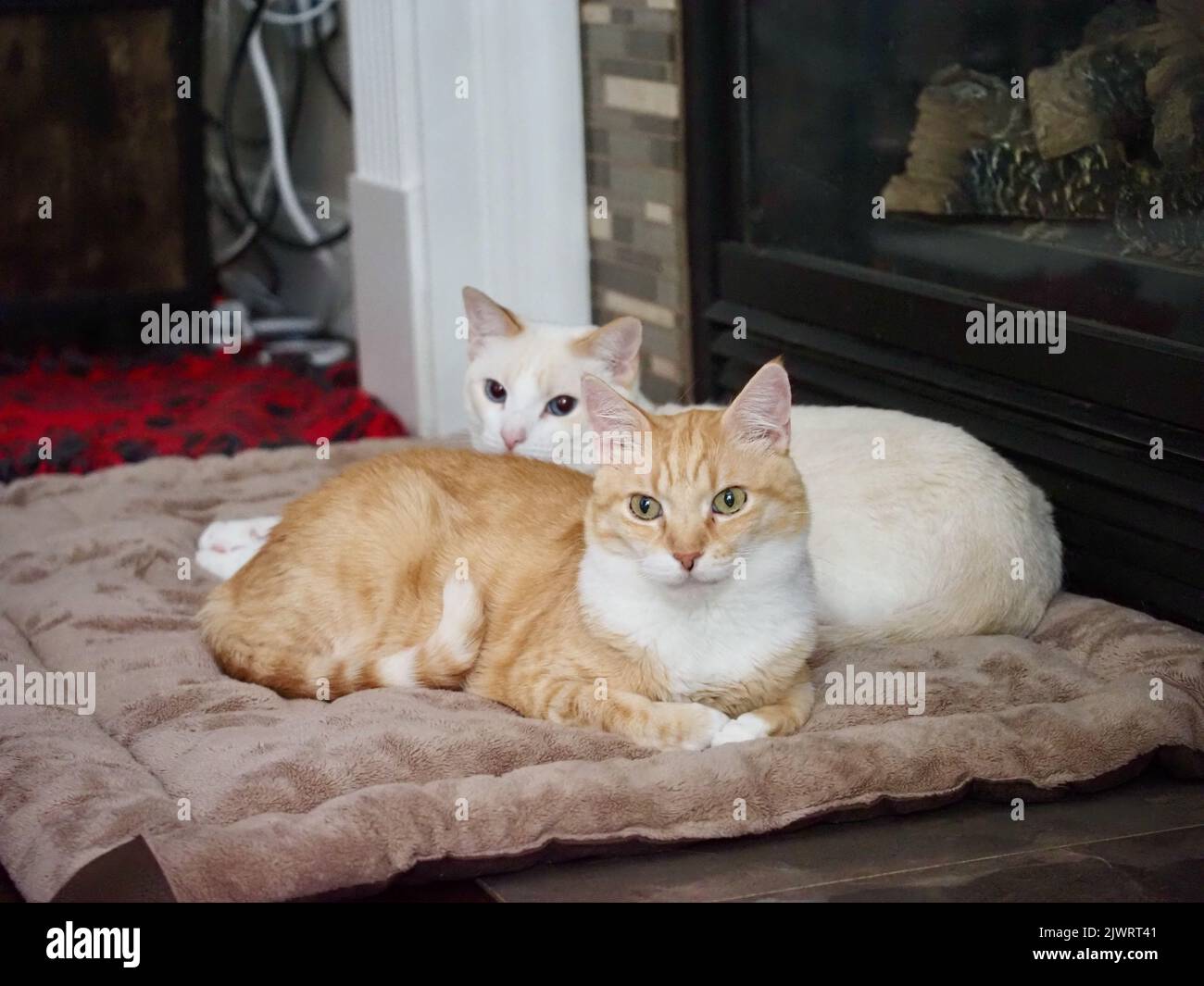 Mika the orange tabby with Mitzie the flamepoint Siamese Stock Photo ...