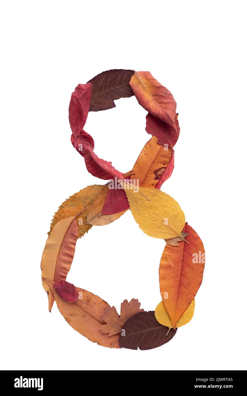 number 8 autumn leaves isolate on white background Stock Photo - Alamy