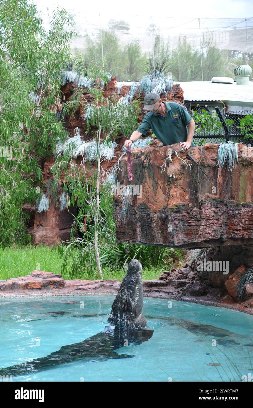 Simmo, the saltwater crocodile will get his last feed at Perth Zoo on ...