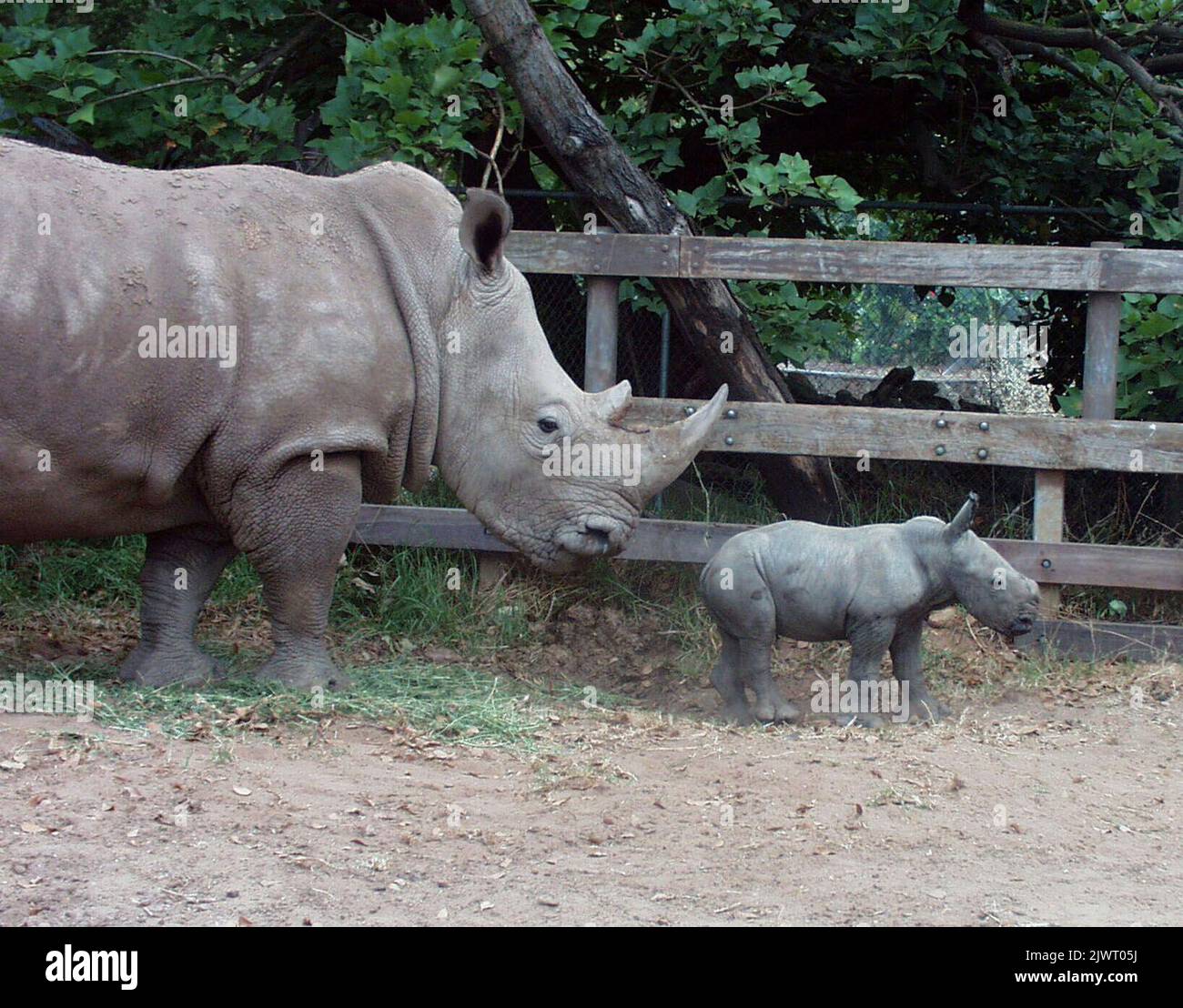 PA PHOTOS/AAP - UK USE ONLY : Perth's new baby Southern White Rhino ...