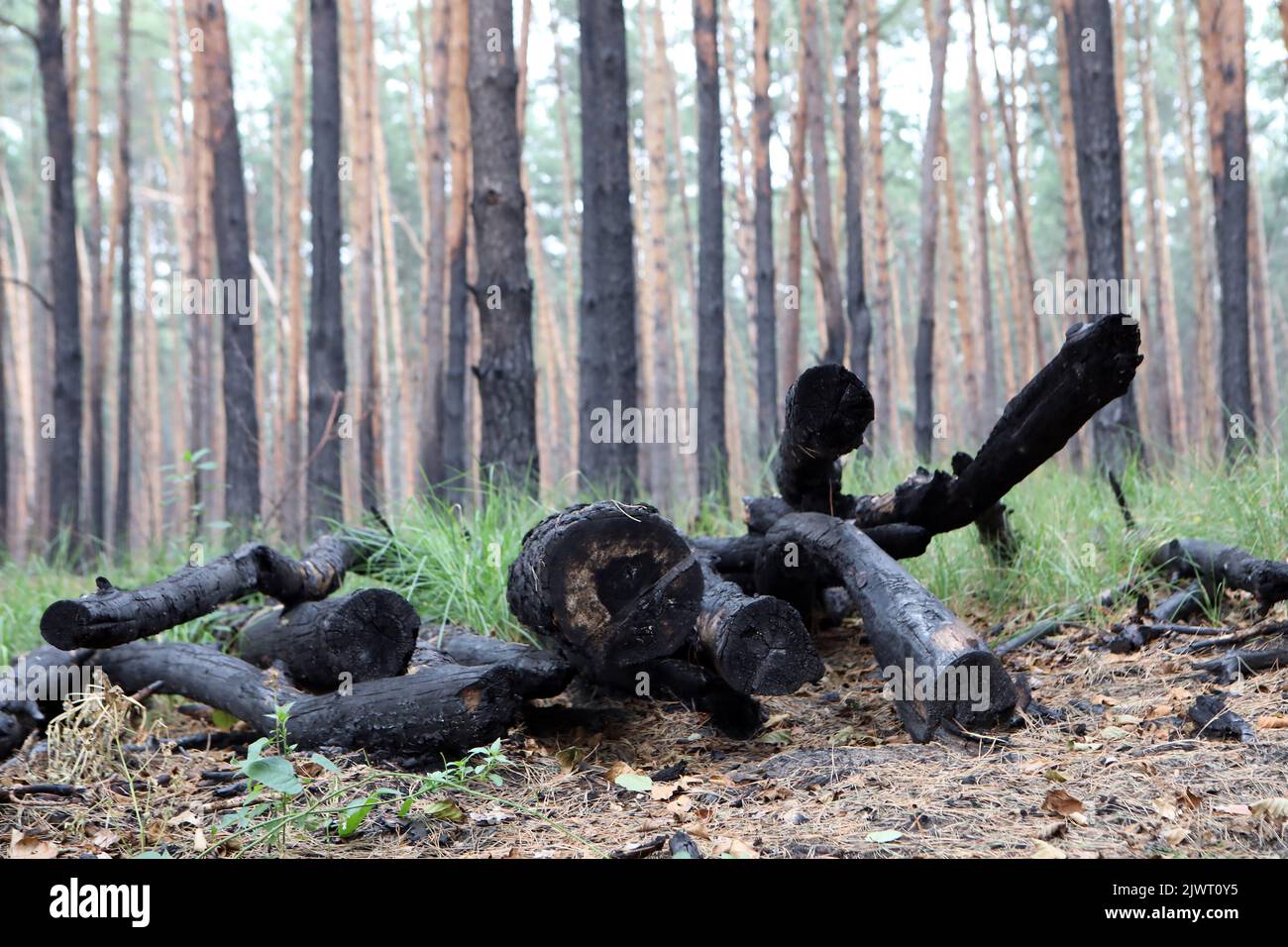 Sosnivka district hi-res stock photography and images - Alamy