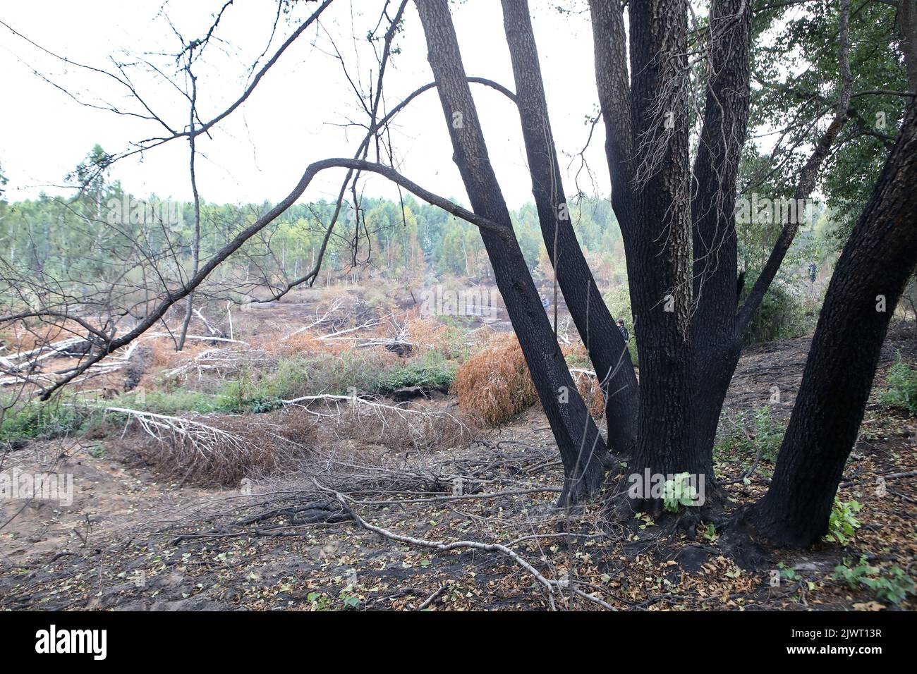 Sosnivka district hi-res stock photography and images - Alamy