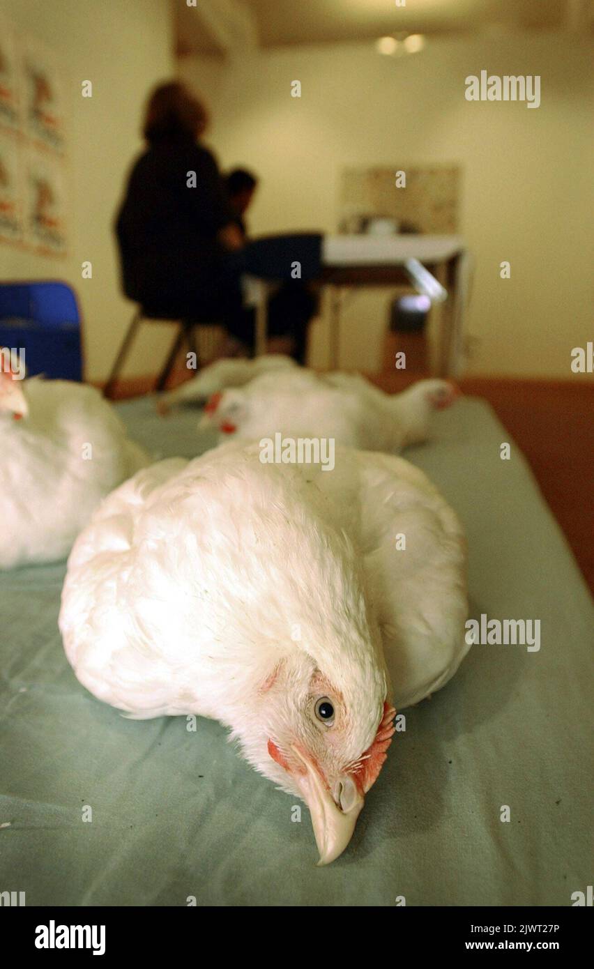 PA PHOTOS / AAP - UK USE ONLY : One of the many deformed chickens that ...
