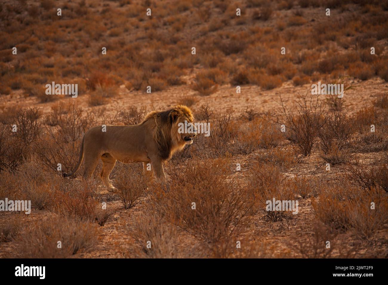 Male Lion (Panthera leo) patroling his territory in Kgalagadi Trans ...