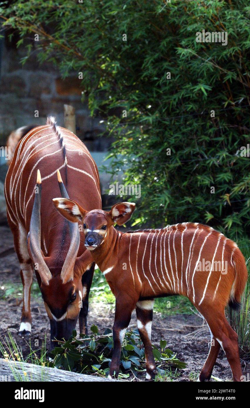 PA PHOTOS/AAP - UK USE ONLY: One of Taronga Zoo's newest stars, Zawadi ...