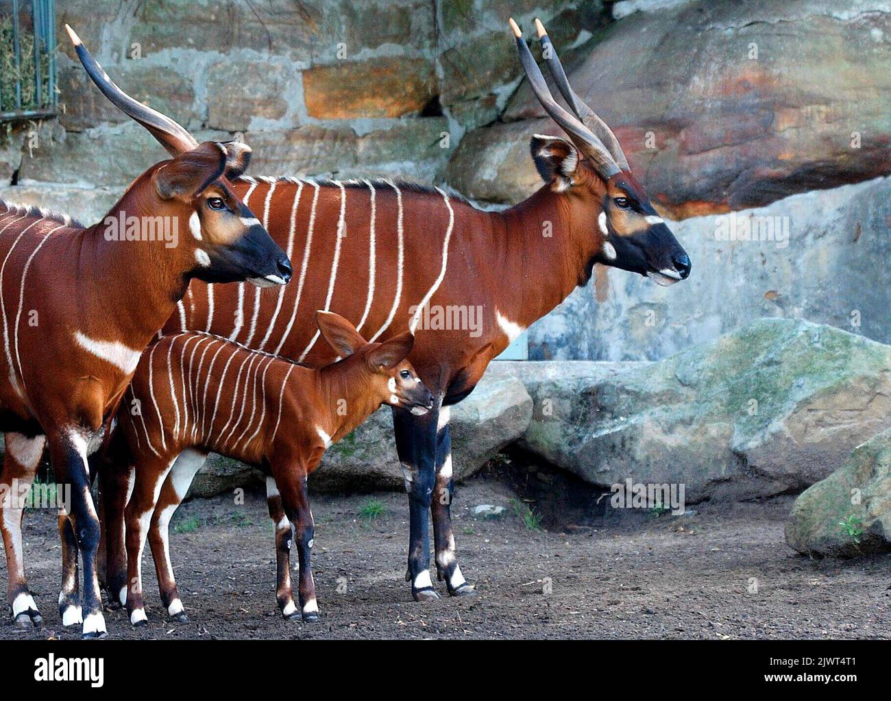 PA PHOTOS/AAP - UK USE ONLY: One of Taronga Zoo's newest stars, Zawadi ...