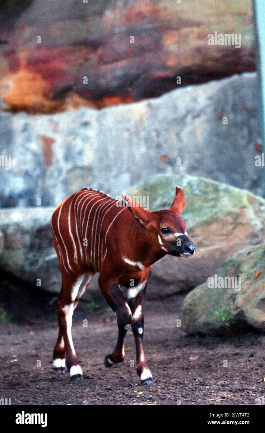 PA PHOTOS/AAP - UK USE ONLY: One of Taronga Zoo's newest stars, Zawadi ...