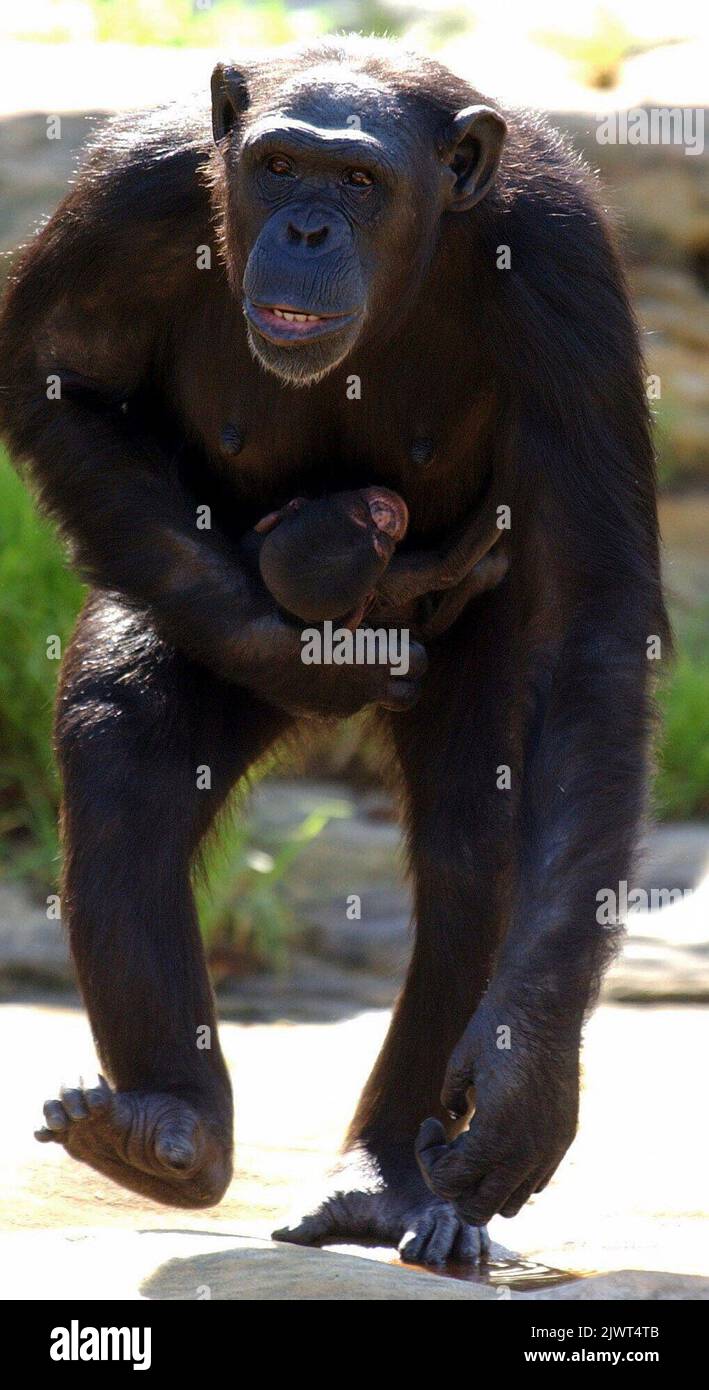PA PHOTOS/AAP - UK USE ONLY: Taronga Zoo's newest star, a 13 day old ...