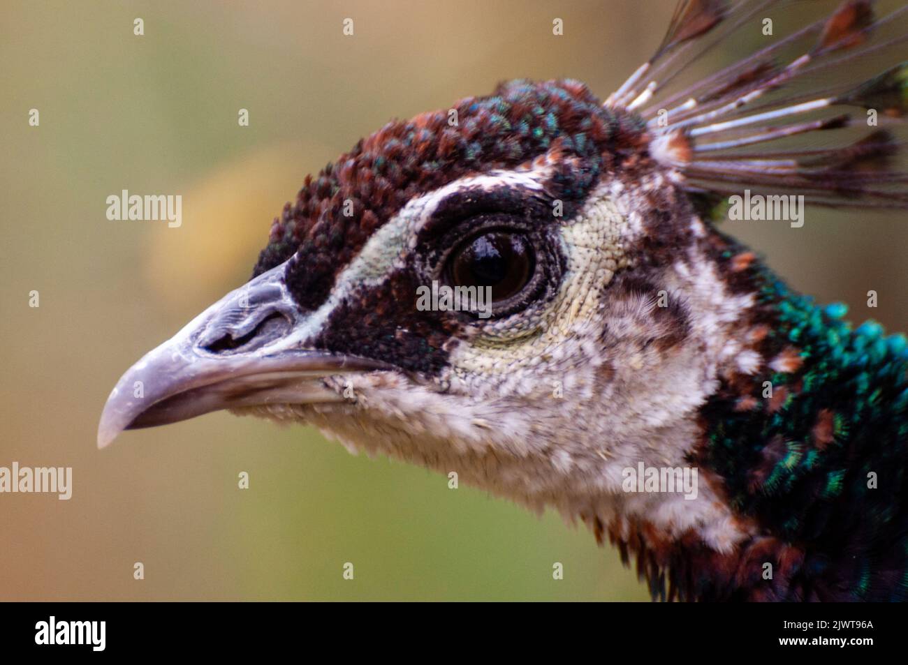 Peahen hen hi-res stock photography and images - Alamy