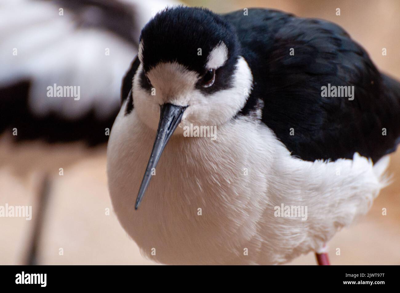 Beautiful wader hi-res stock photography and images - Alamy