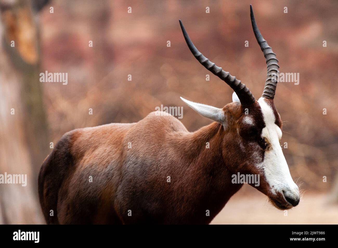 A blesbok antelope (Damaliscus pygargus), South Africa Stock Photo - Alamy