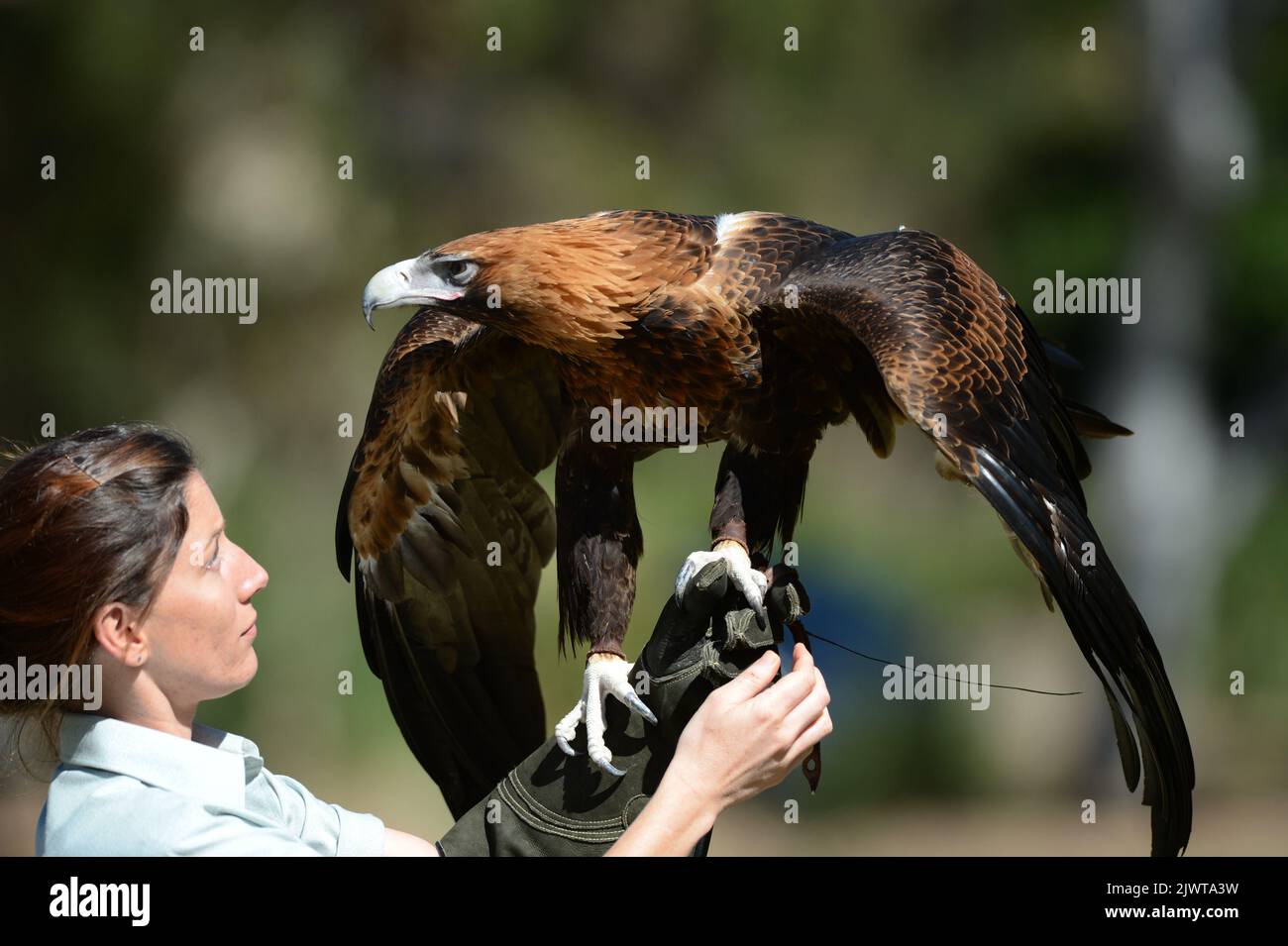 Taronga Zoo keeper Felicity Evans holds a two year old female Wedge ...