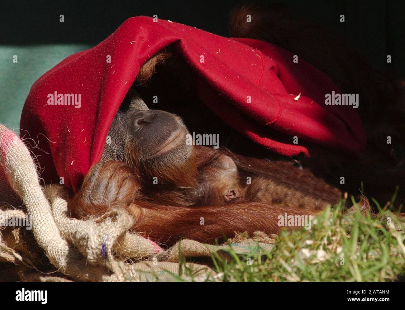 PA PHOTOS/AAP - UK USE ONLY: Maimunah, a 17-year-old Sumatran orang ...