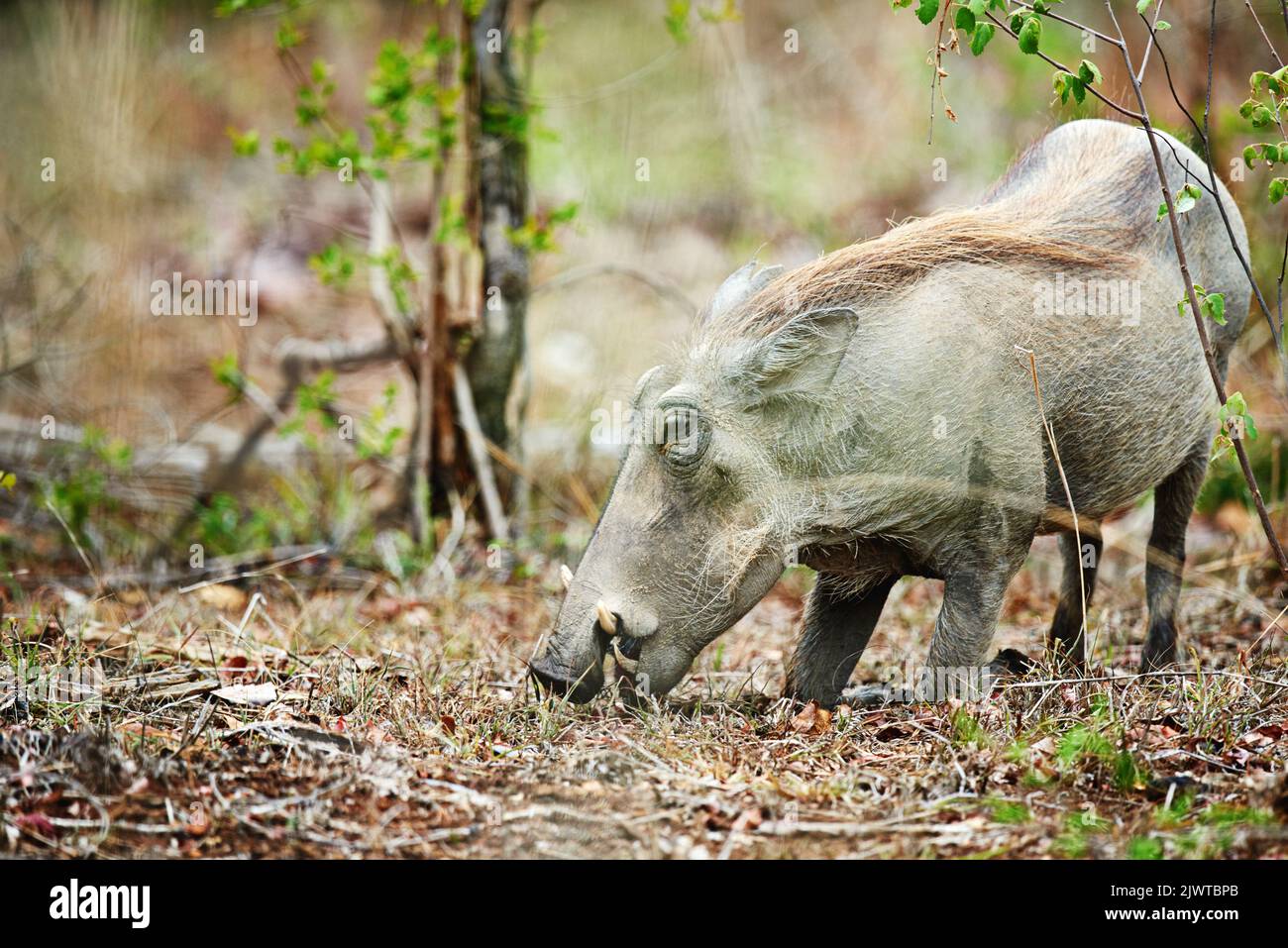 Meet the warthog. a warthog in its natural habitat, South Africa Stock ...