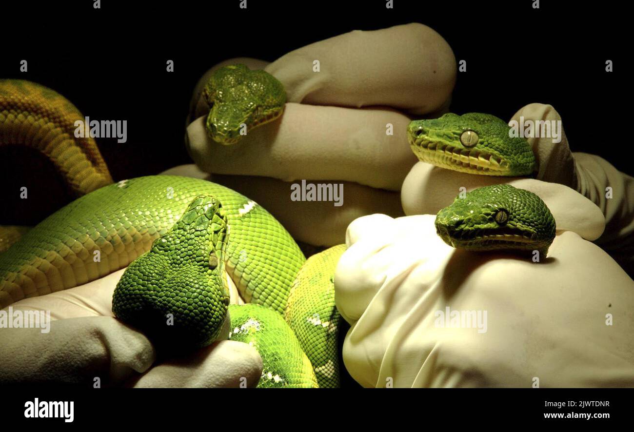 Four Emerald Tree Boas having a veterinary check at Taronga Park Zoo. The snakes were discovered ...