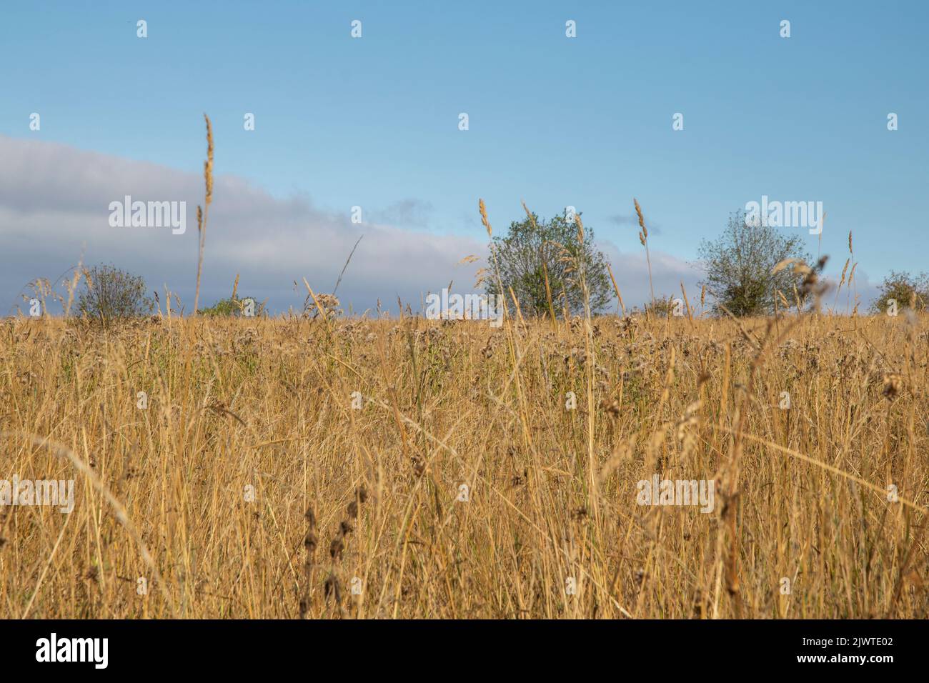 Estonian meadow hi-res stock photography and images - Alamy