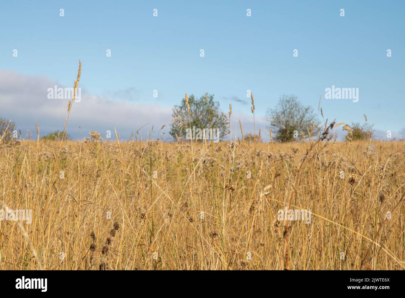 A tree in a dry meadow with a blue sky hi-res stock photography and ...