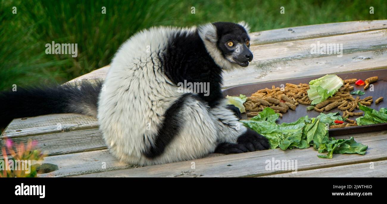 Black-and-White Ruffed Lemur Calgary Zoo Alberta Stock Photo - Alamy