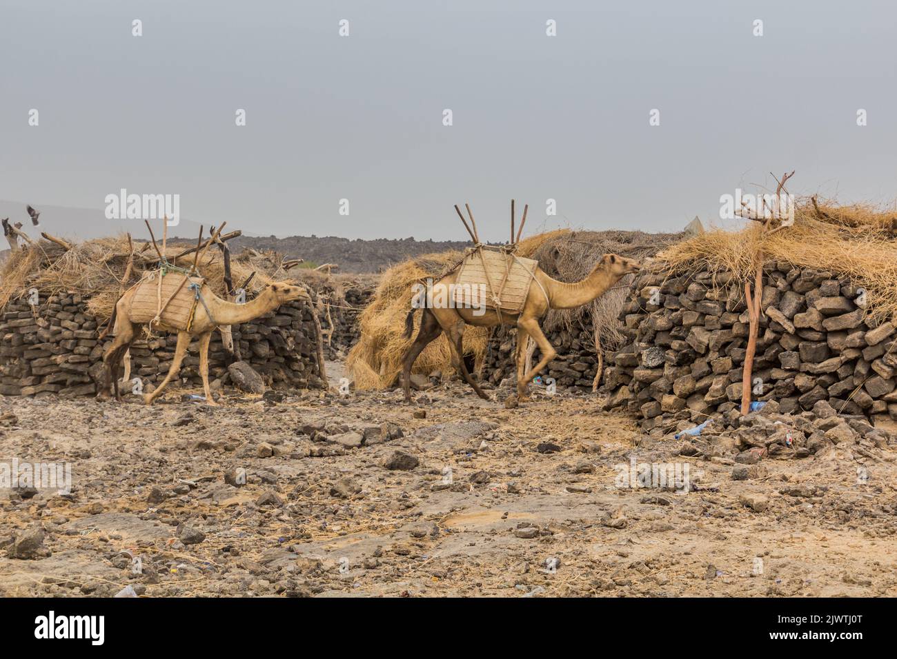 Camels in Dodom village under Erta Ale volcano in Afar depression ...