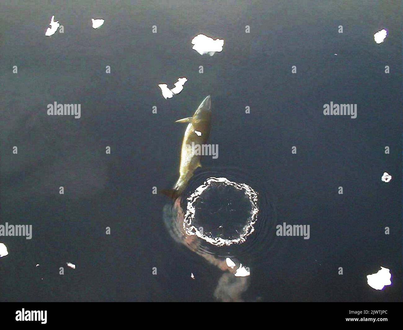 EDITORIAL USE ONLY: A defecating Minke whale leaves a trail of excreta ...